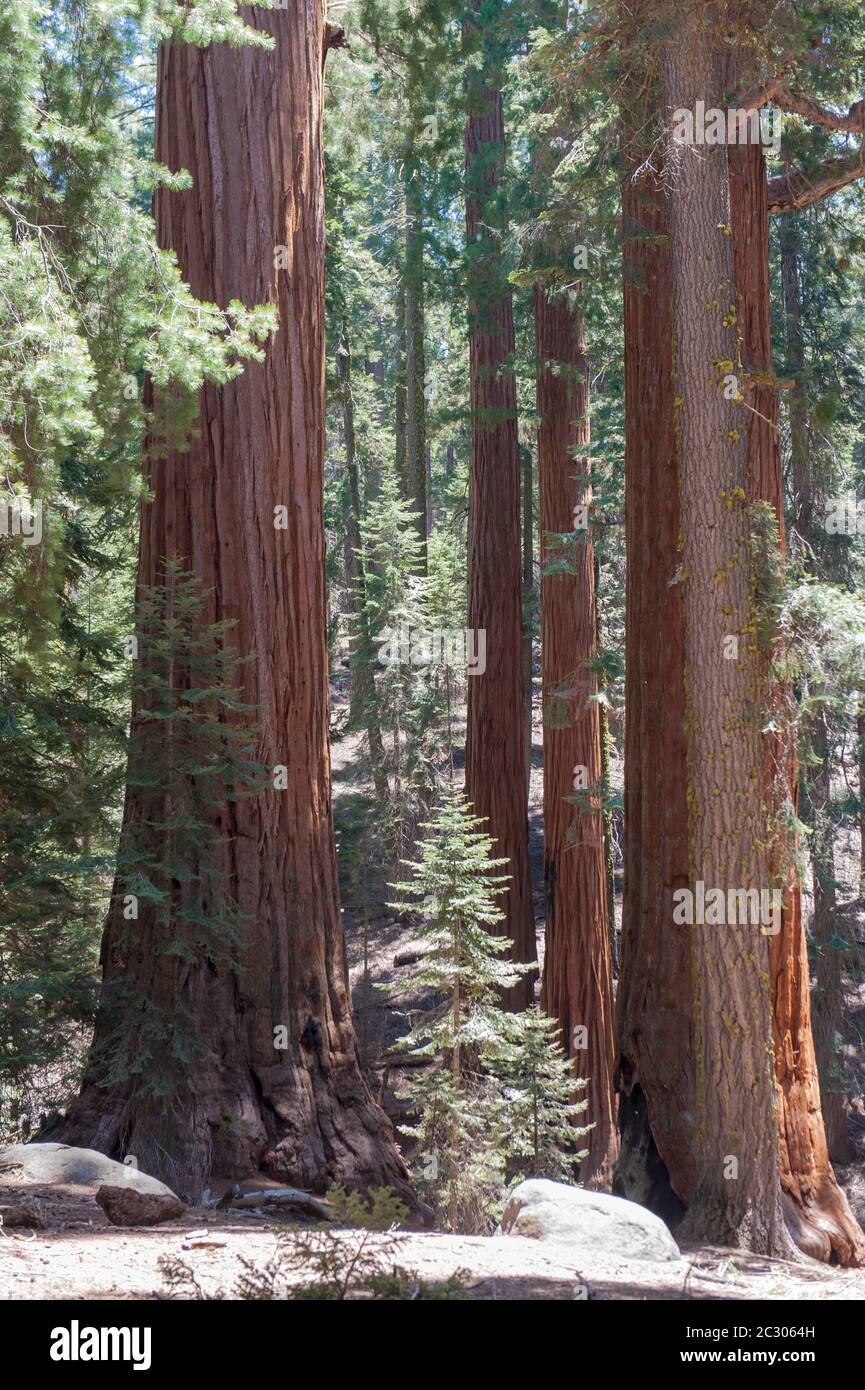 Logs in the forest, Giant sequoias (Sequoiadendron giganteum), Sequoia National Park, California ...