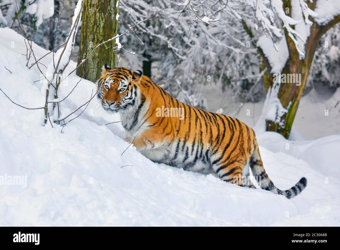 Siberian tiger (Panthera tigris altaica), runs through deep snow, captive, Switzerland Stock ...