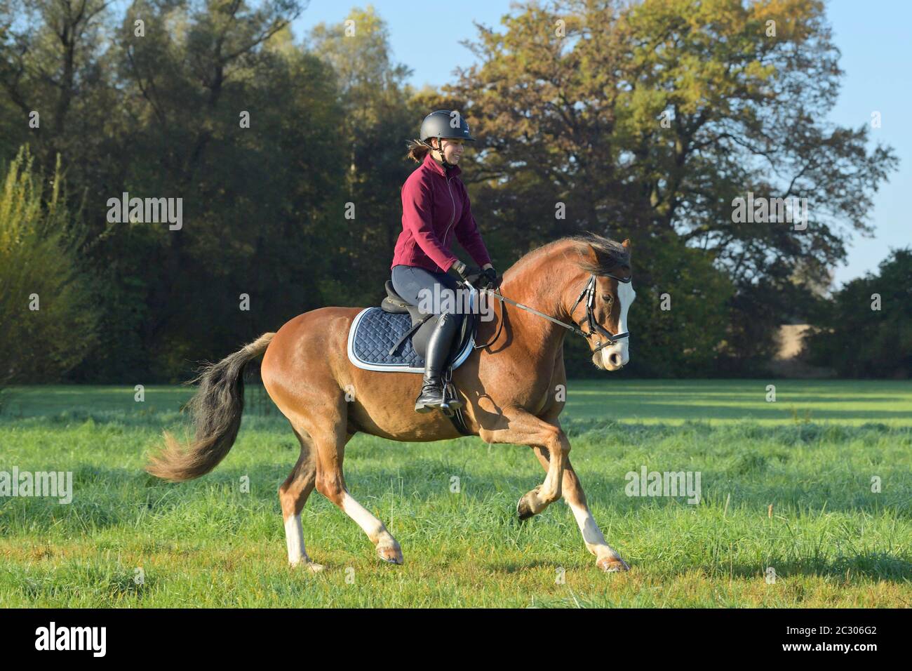 Rider on Connemara pony cantering in autumn Stock Photo - Alamy