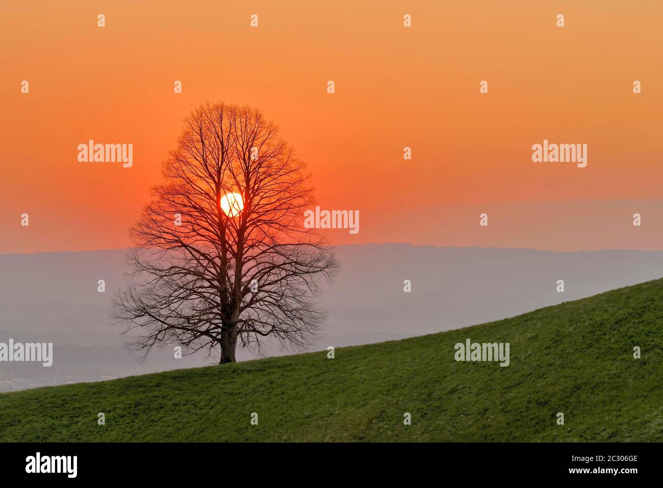 Sun setting through tree hi-res stock photography and images - Alamy