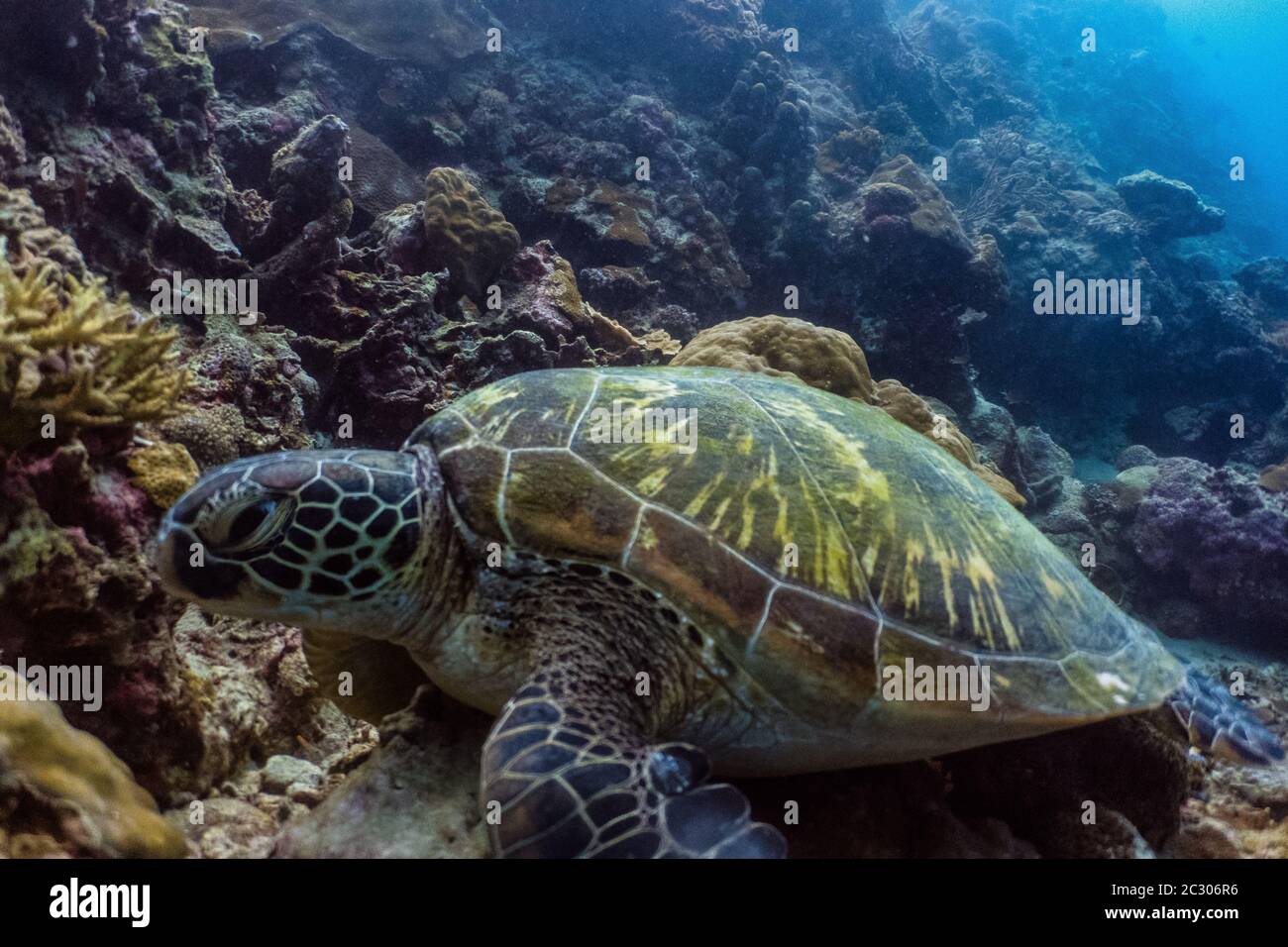 Sea turtle poaching hi-res stock photography and images - Alamy