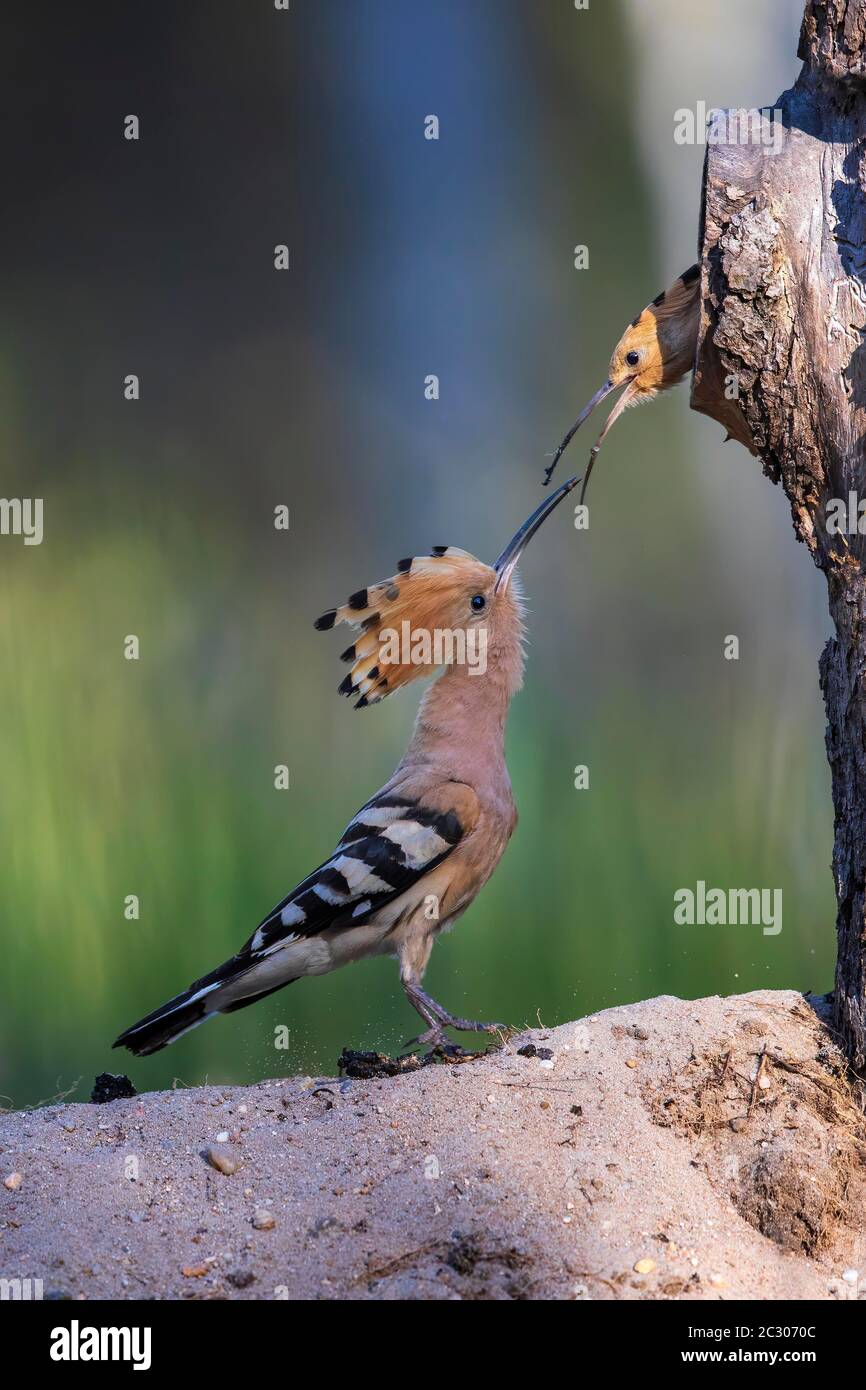 Brooding male hi-res stock photography and images - Alamy