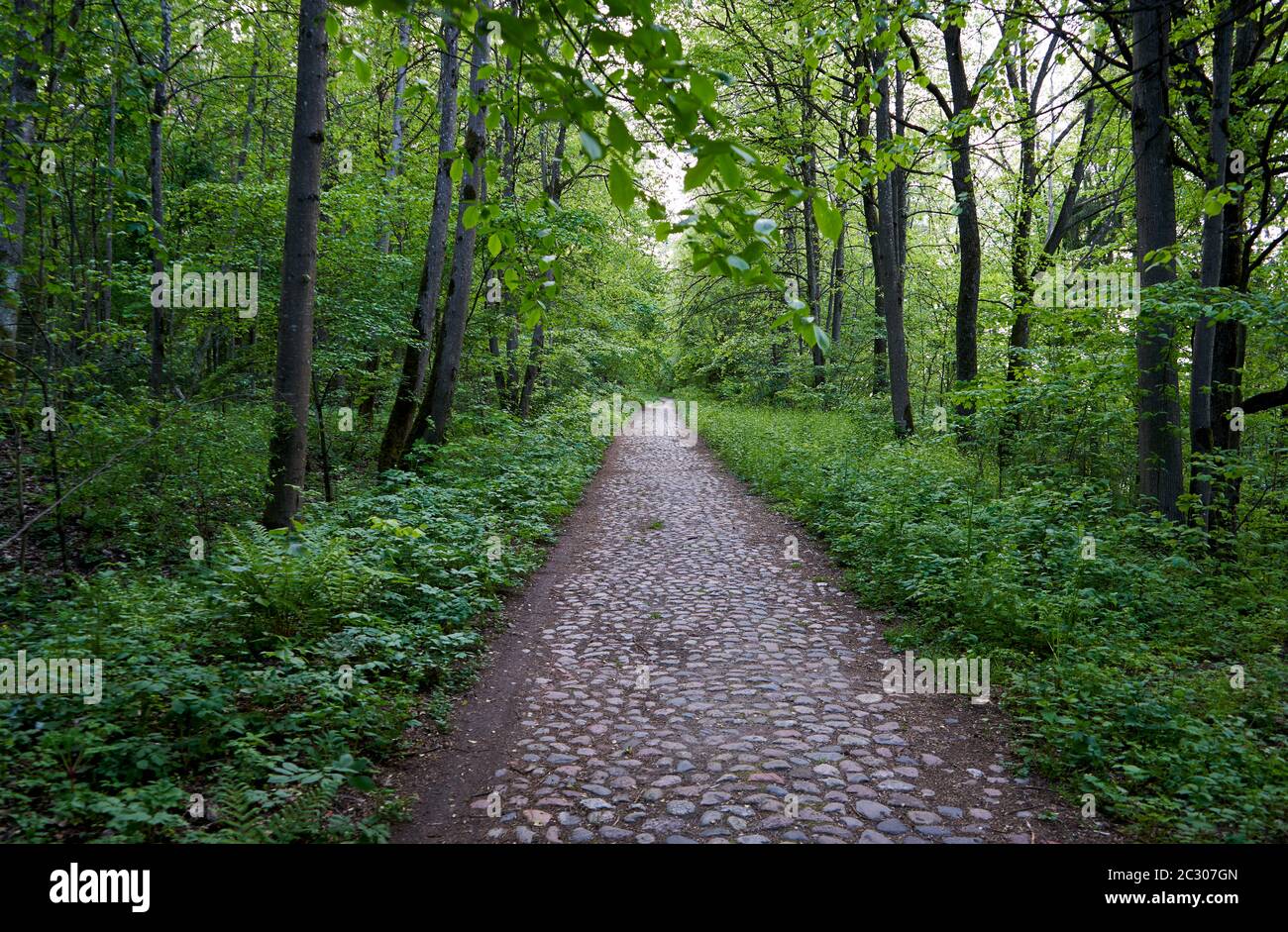 Stone pathway with foliage hi-res stock photography and images - Alamy