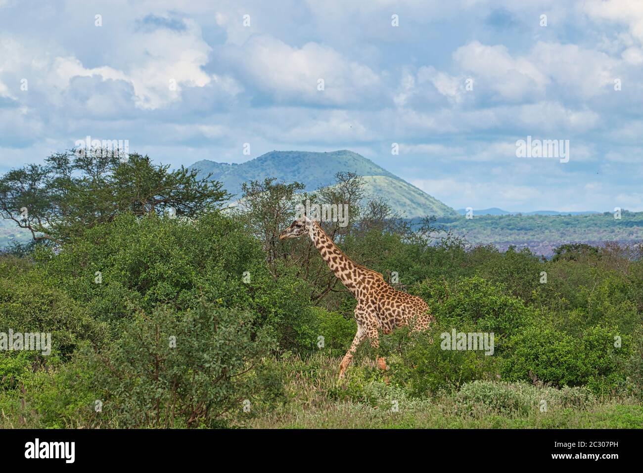 Giraffes in the Tsavo East, Tsavo West and Amboseli National Park in ...
