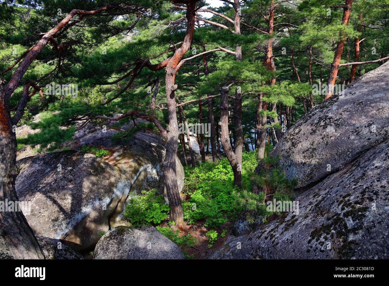 Korean red pine tree hi-res stock photography and images - Alamy