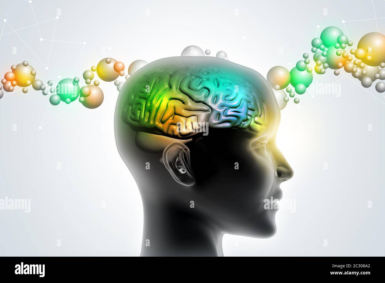 Man head showing the human brain Stock Photo - Alamy