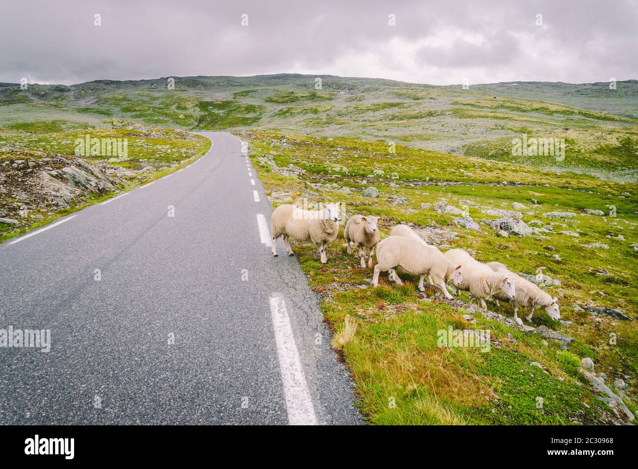 Sheep walking roadside hi-res stock photography and images - Alamy