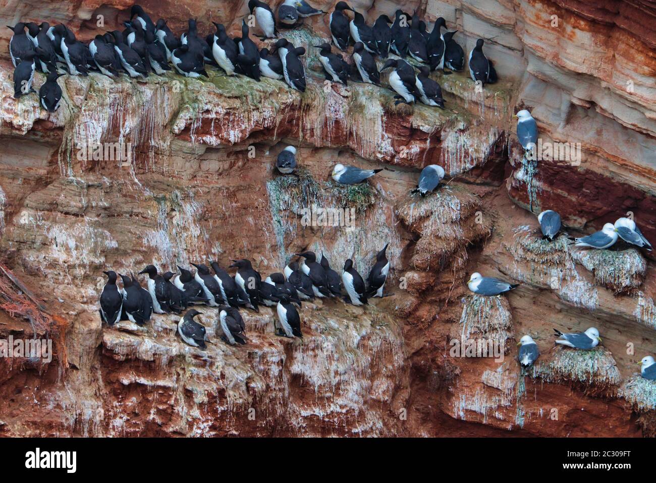 common murre colony - common guillemot on the red Rock in the northsea ...