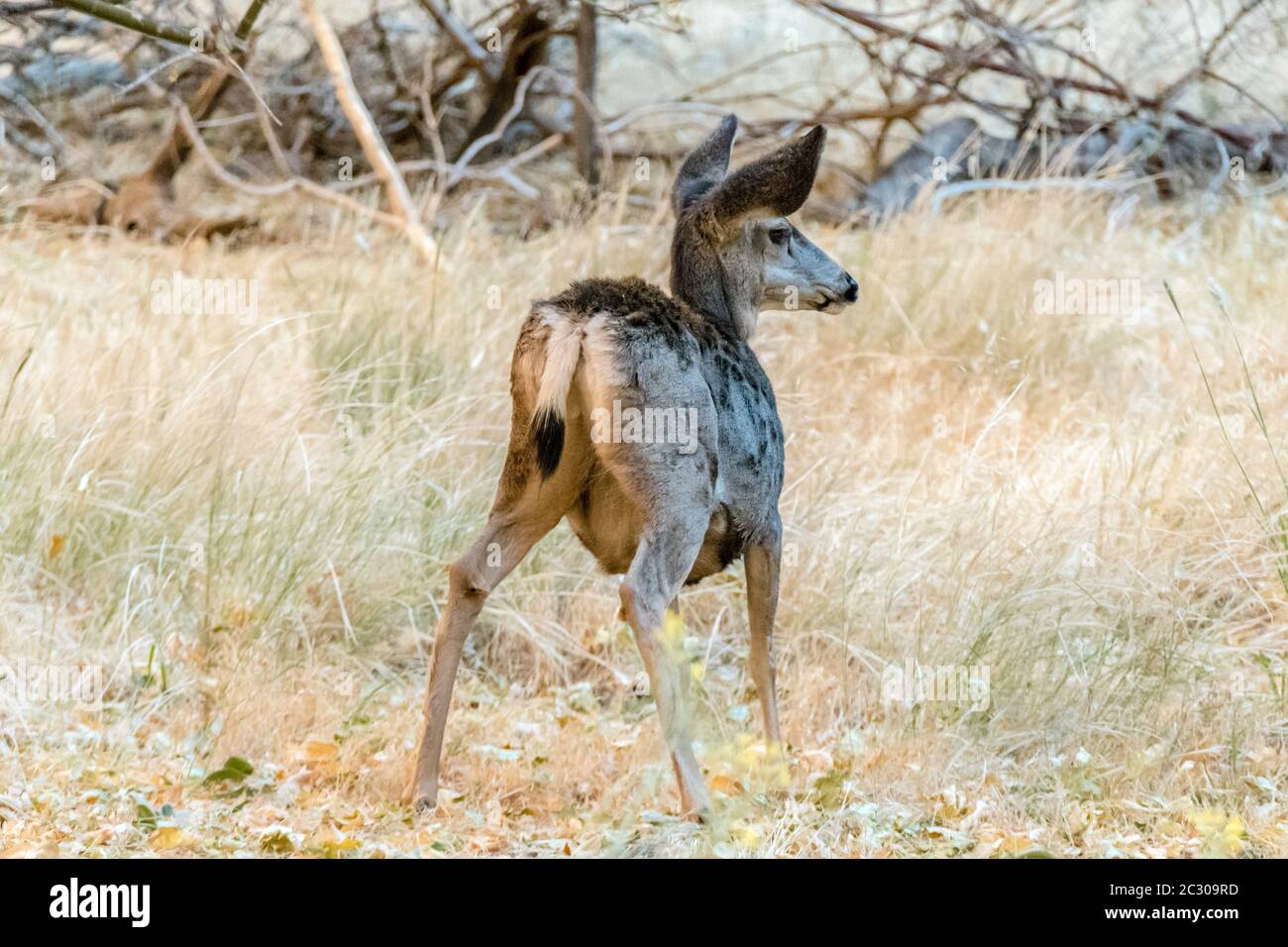 Rear view of Mule Deer, Odocoileus hemionus, in Zion National Park ...