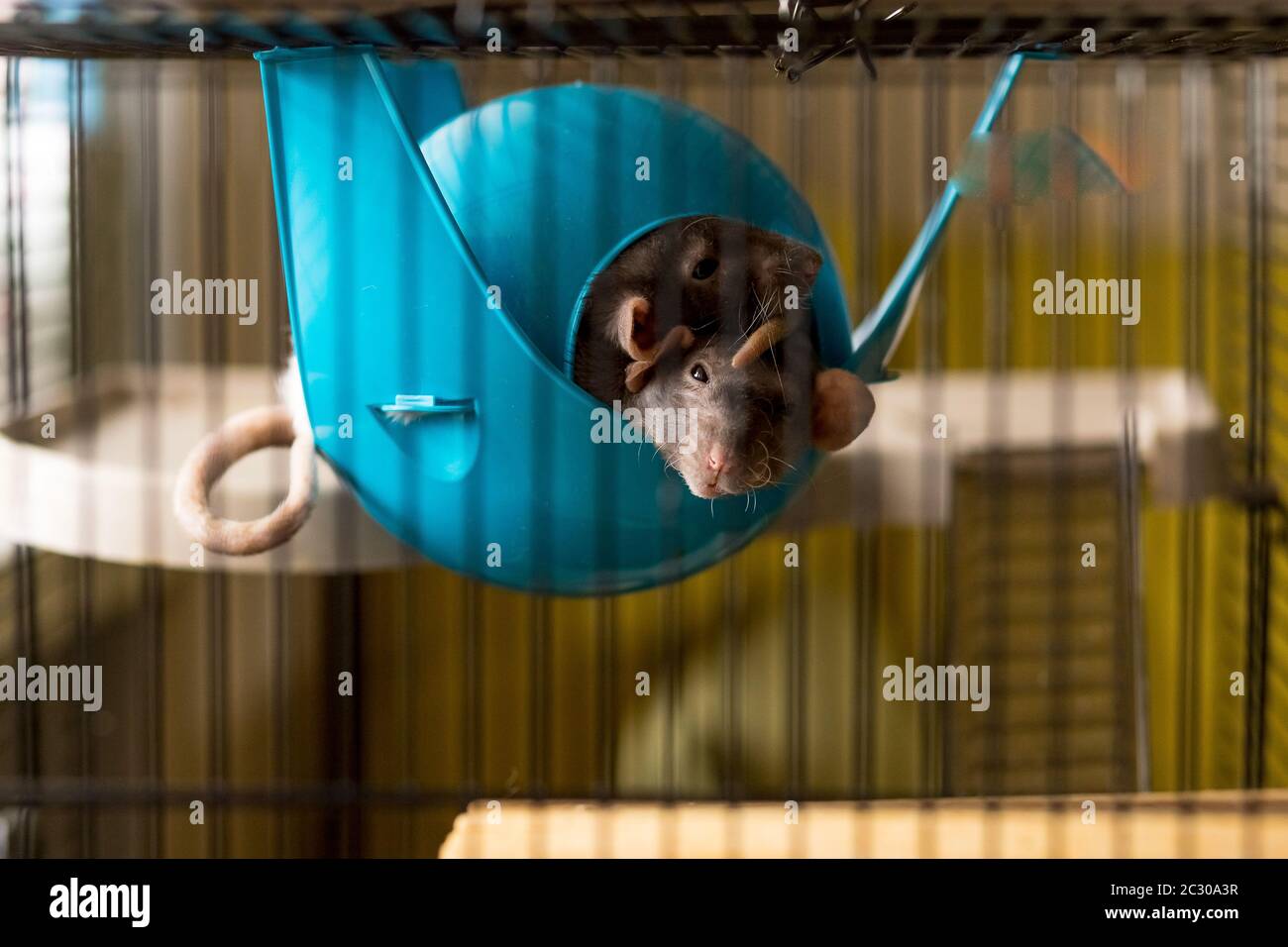 Two rats in a fully equipped two-storey rat cage.grey White rat with a ...