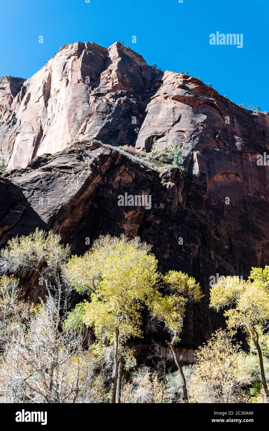 Zion virgin river plants hi-res stock photography and images - Alamy