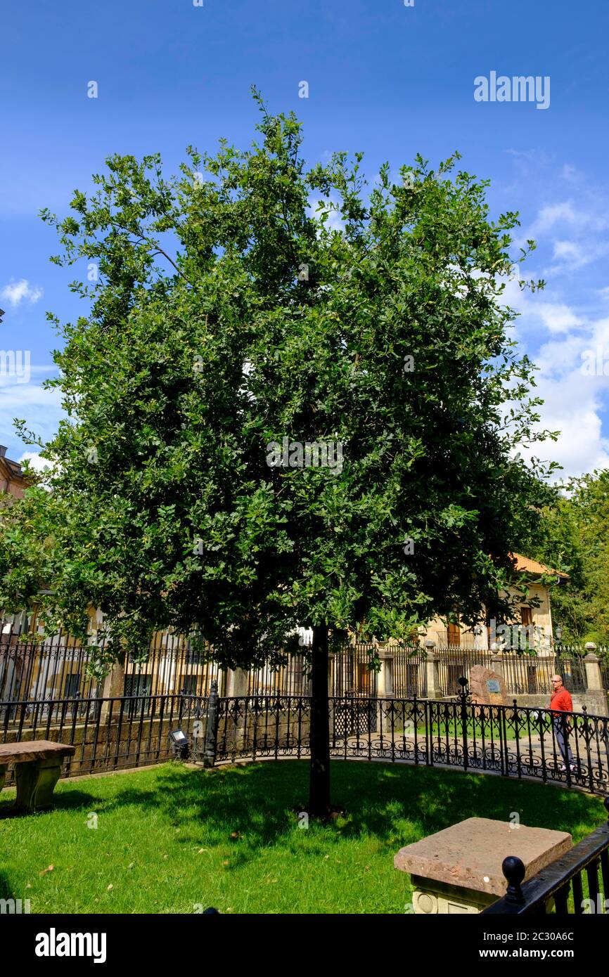 Guernica tree hi-res stock photography and images - Alamy