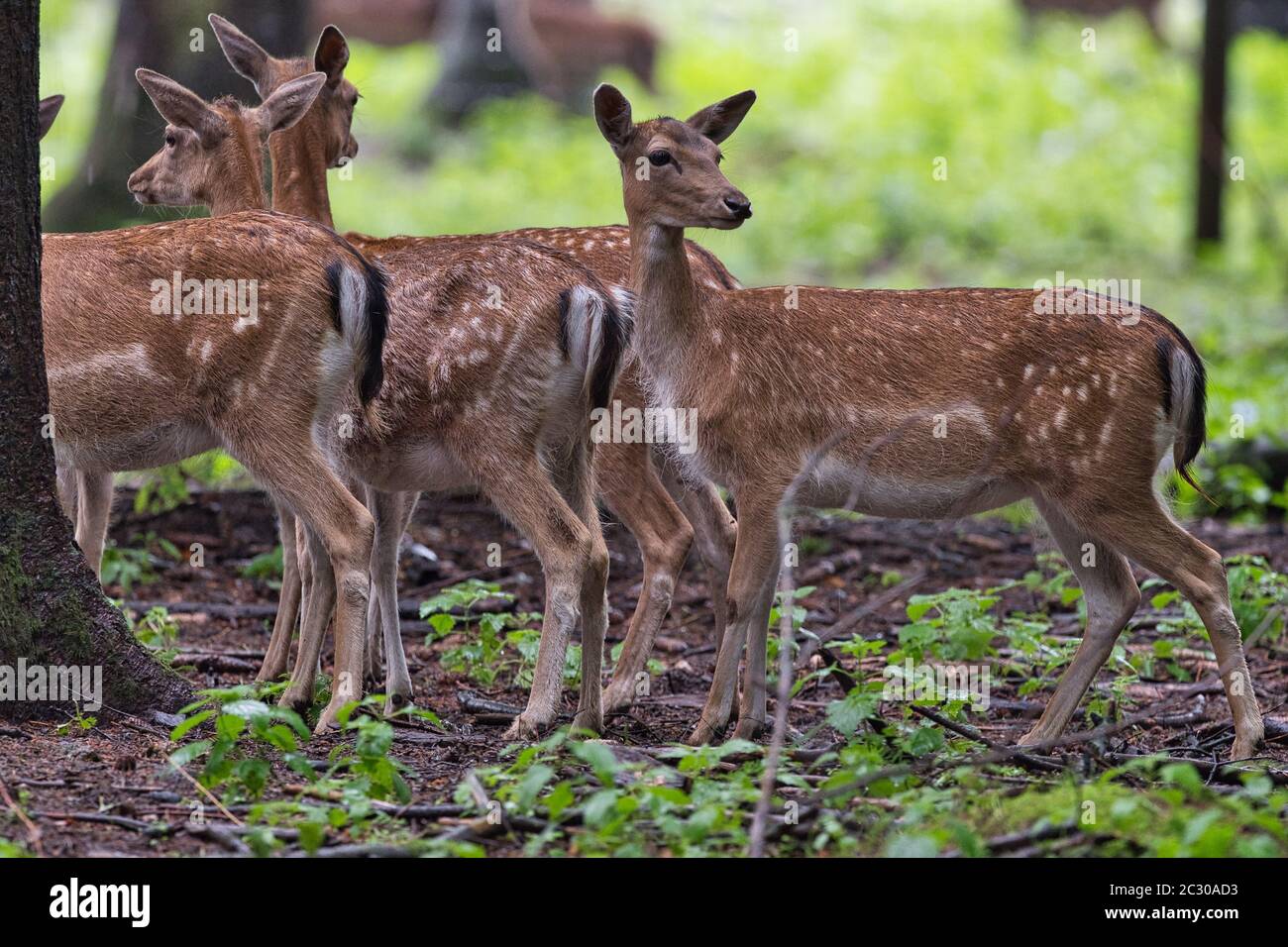 Dama dama, Dammwild,female,Weibchen, Wald wood, Wild, Fallow deer ...