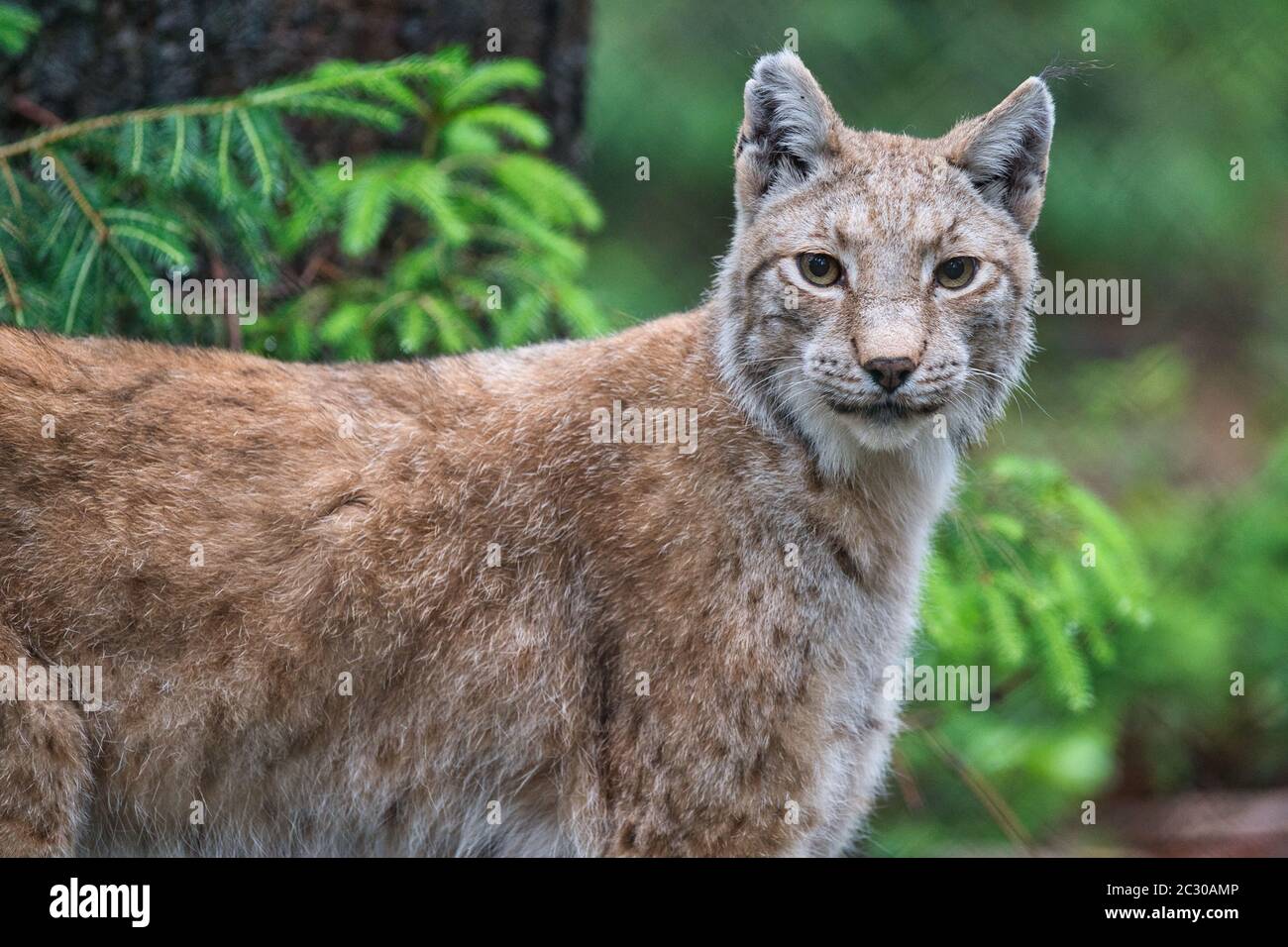 Luchs,Katze,Cat,Hunter,Jaeger,Lynx Lynx,mammal, nature, forest ...