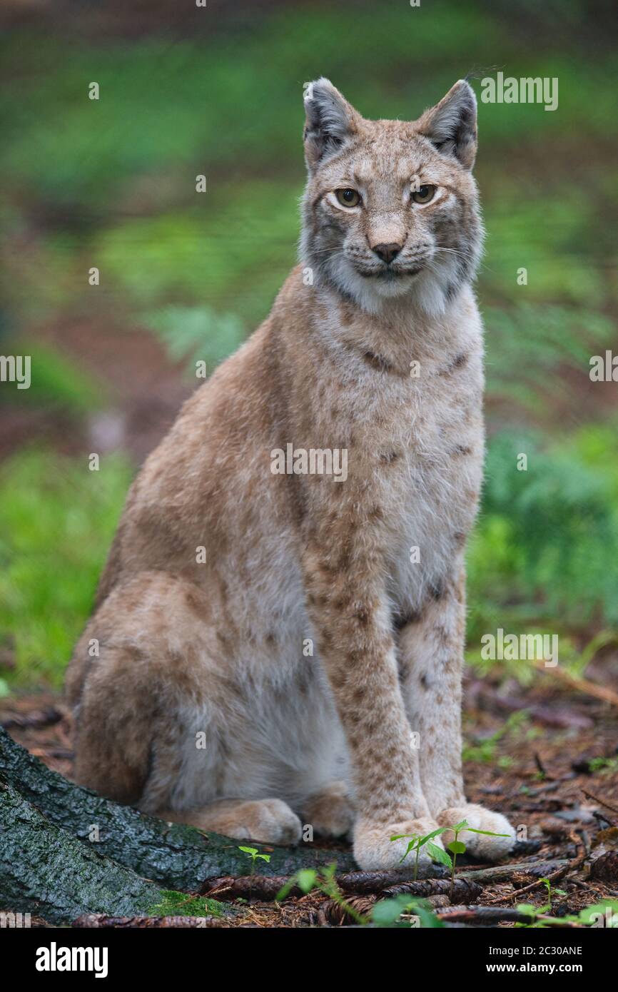 Luchs,Katze,Cat,Hunter,Jaeger,Lynx Lynx,mammal, nature, forest, portrait Stock Photo - Alamy