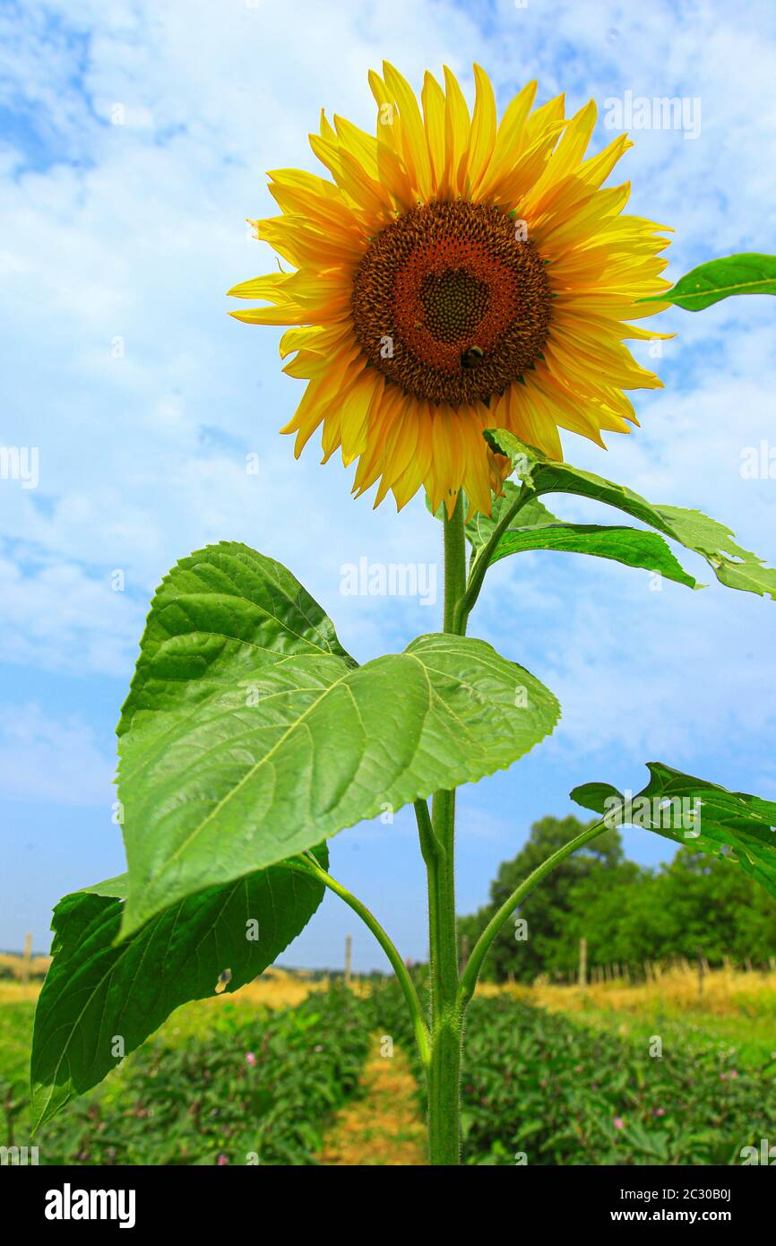 A single sunflower in the farmland Stock Photo - Alamy
