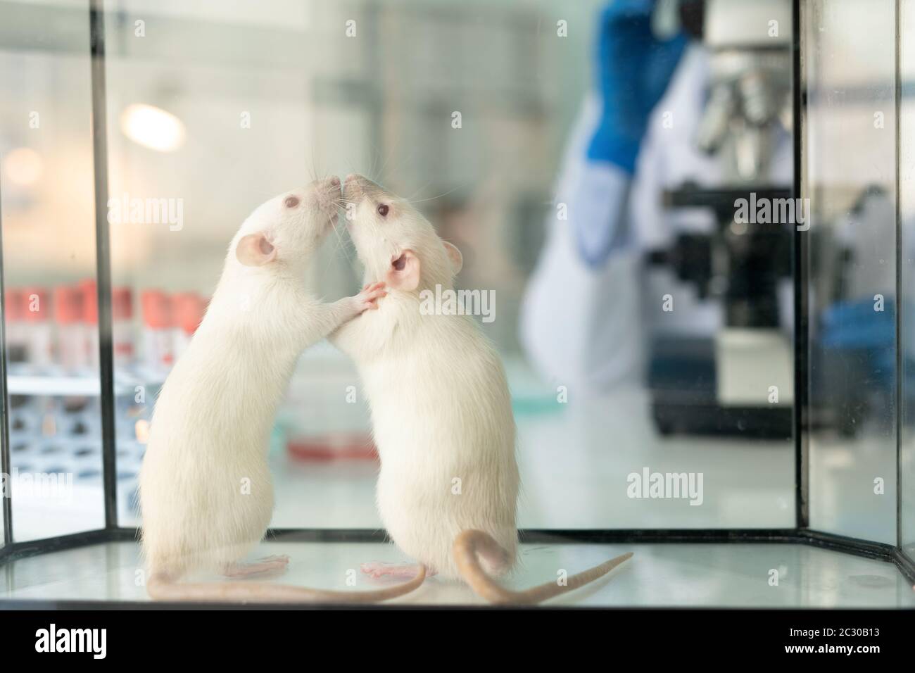 Lab rat experiment hi-res stock photography and images - Alamy