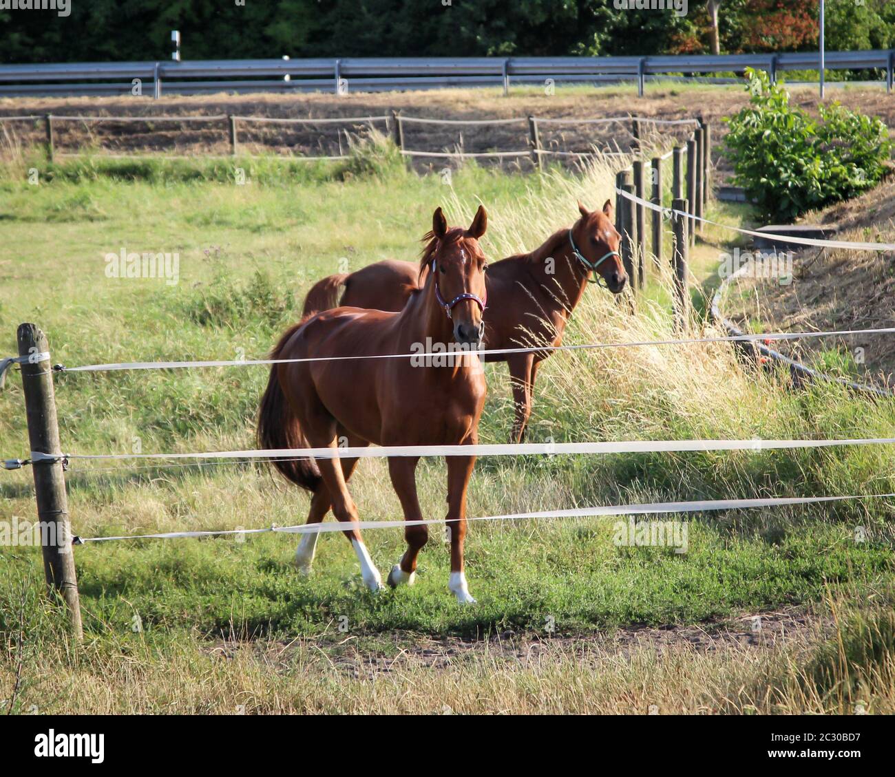 Horses, stallion, mare on a farm, paddock while grazing Stock Photo - Alamy