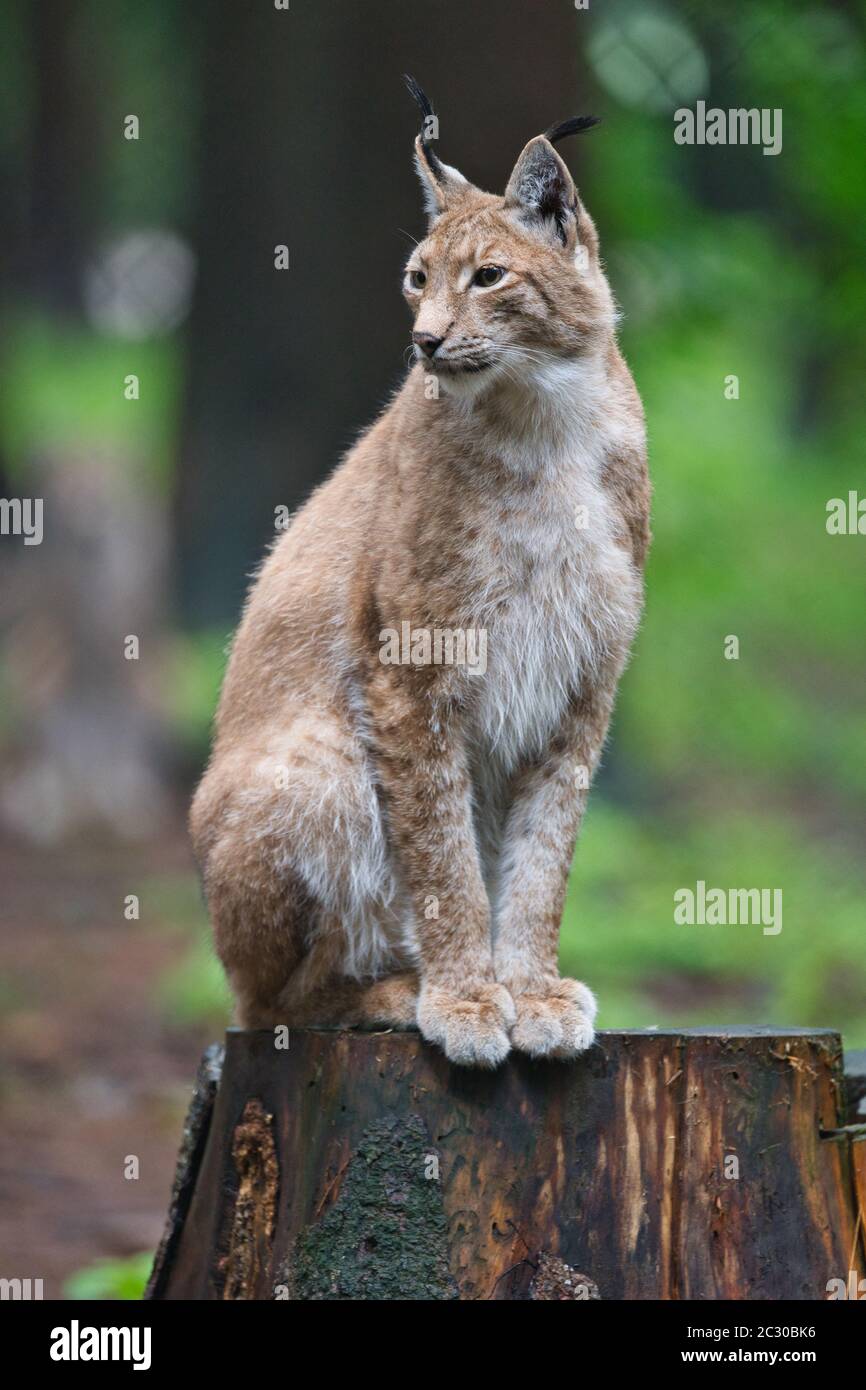 Luchs,Katze,Cat,Hunter,Jaeger,Lynx Lynx,mammal, nature, forest, portrait Stock Photo - Alamy