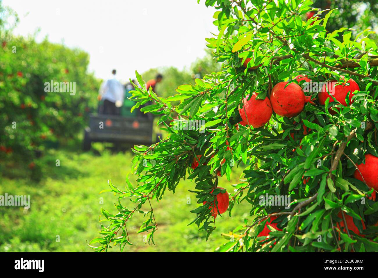 Red pomegranates growing in trees in the farmland Stock Photo - Alamy
