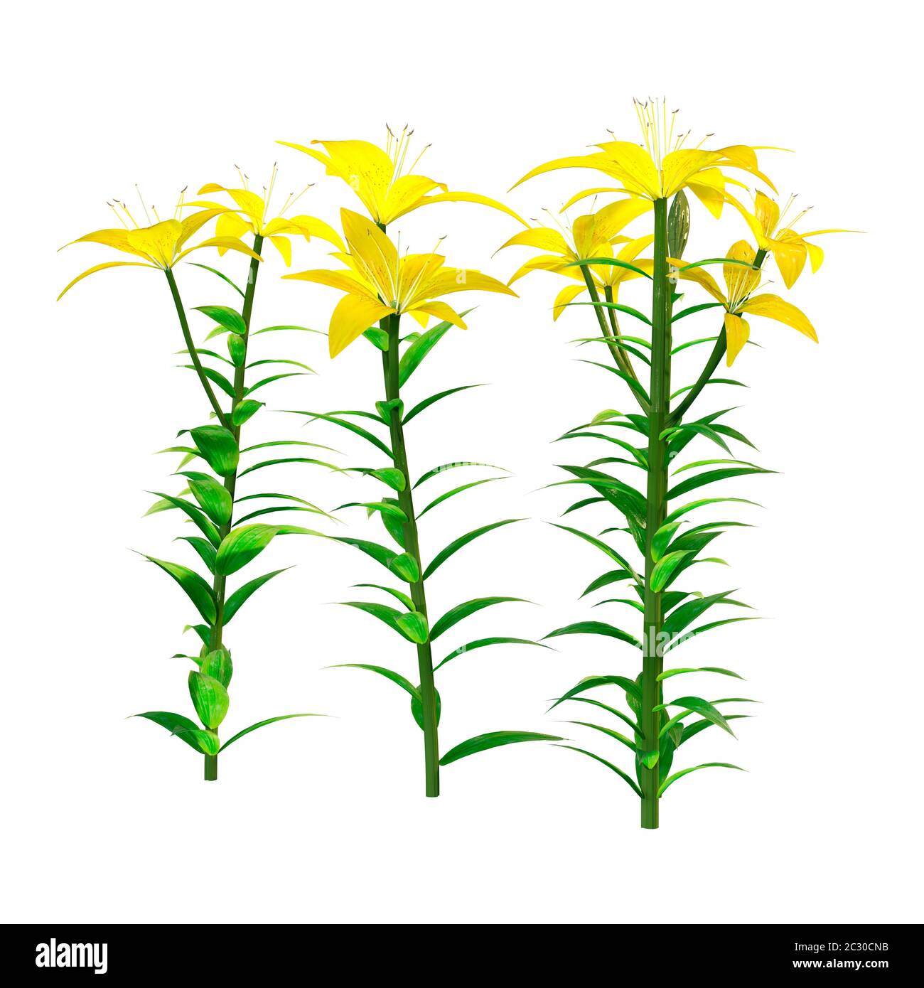 3D rendering of yellow county Asiatic lily flowers isolated on white ...
