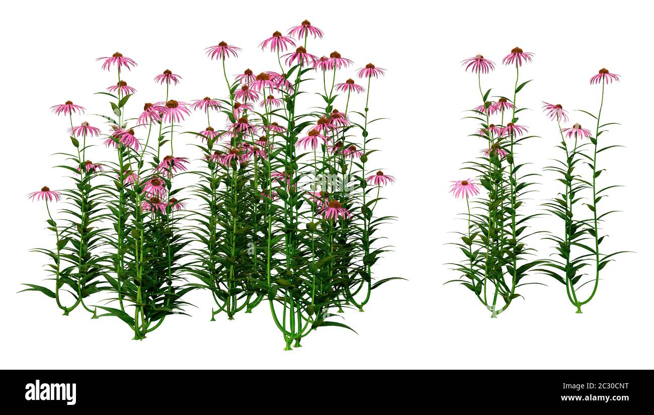 3D rendering of cone flowers isolated on white background Stock Photo ...