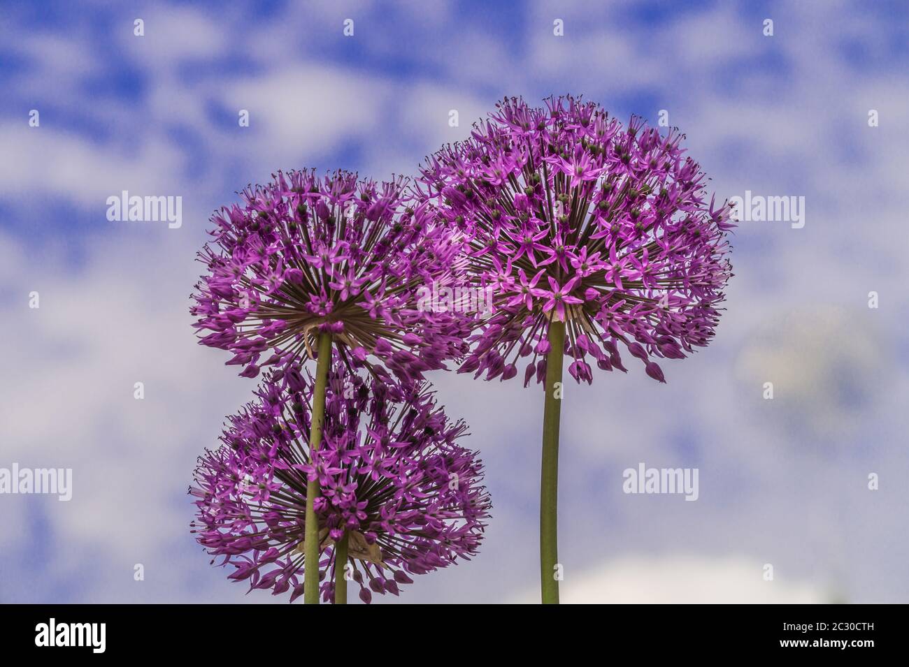 Allium bouquet hi-res stock photography and images - Alamy