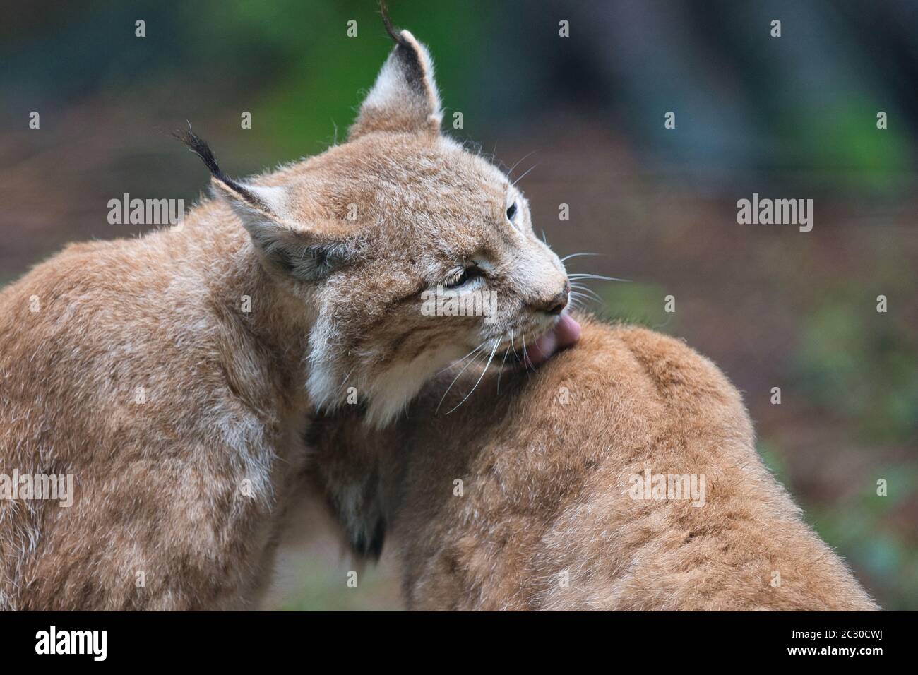 Luchs,Katze,Cat,Hunter,Jaeger,Lynx Lynx,mammal, nature, forest, portrait Stock Photo - Alamy