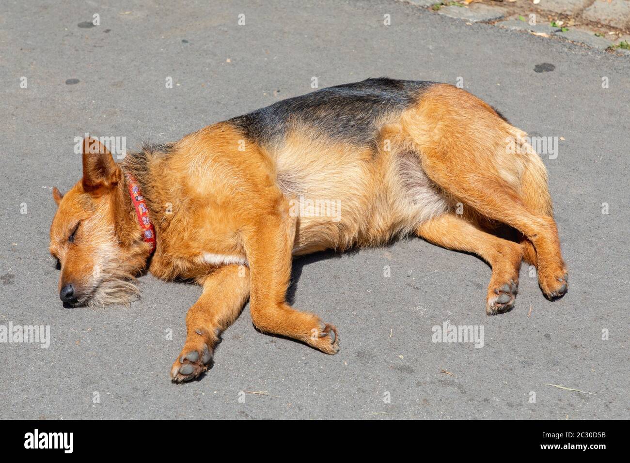 Sunbathing Dog Laying at Street Summer Day Stock Photo - Alamy