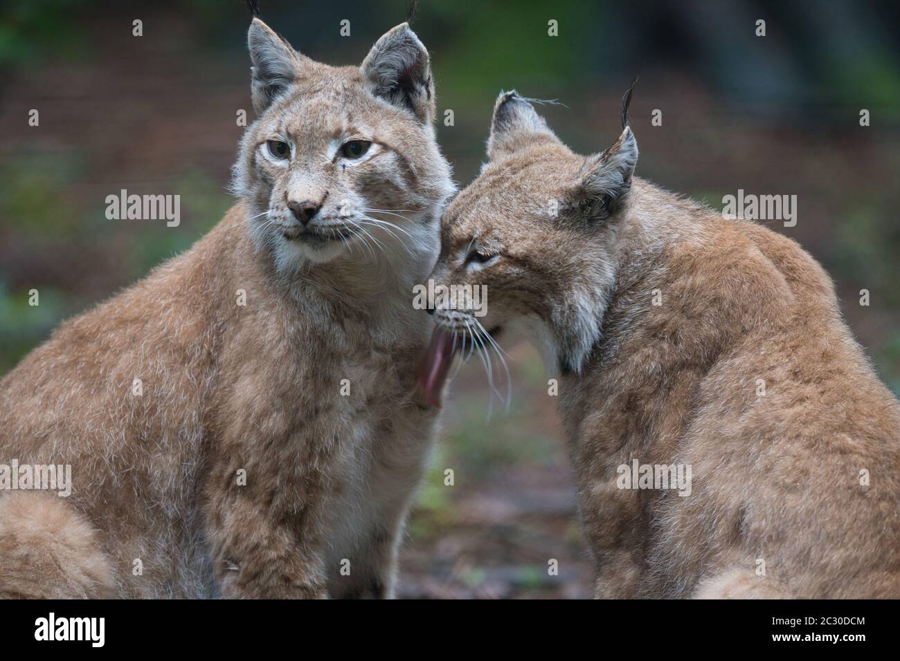 Luchs,Katze,Cat,Hunter,Jaeger,Lynx Lynx,mammal, nature, forest, portrait Stock Photo - Alamy