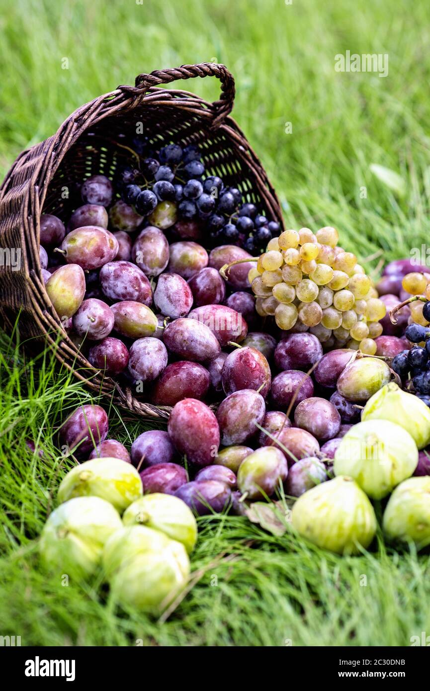 Albanian fruits hi-res stock photography and images - Alamy
