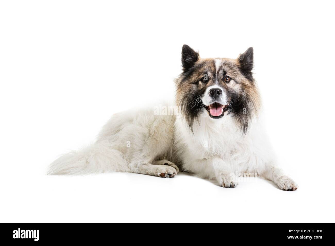 Portrait of cute Elo dog. Mixed breed dog is sitting on white ...