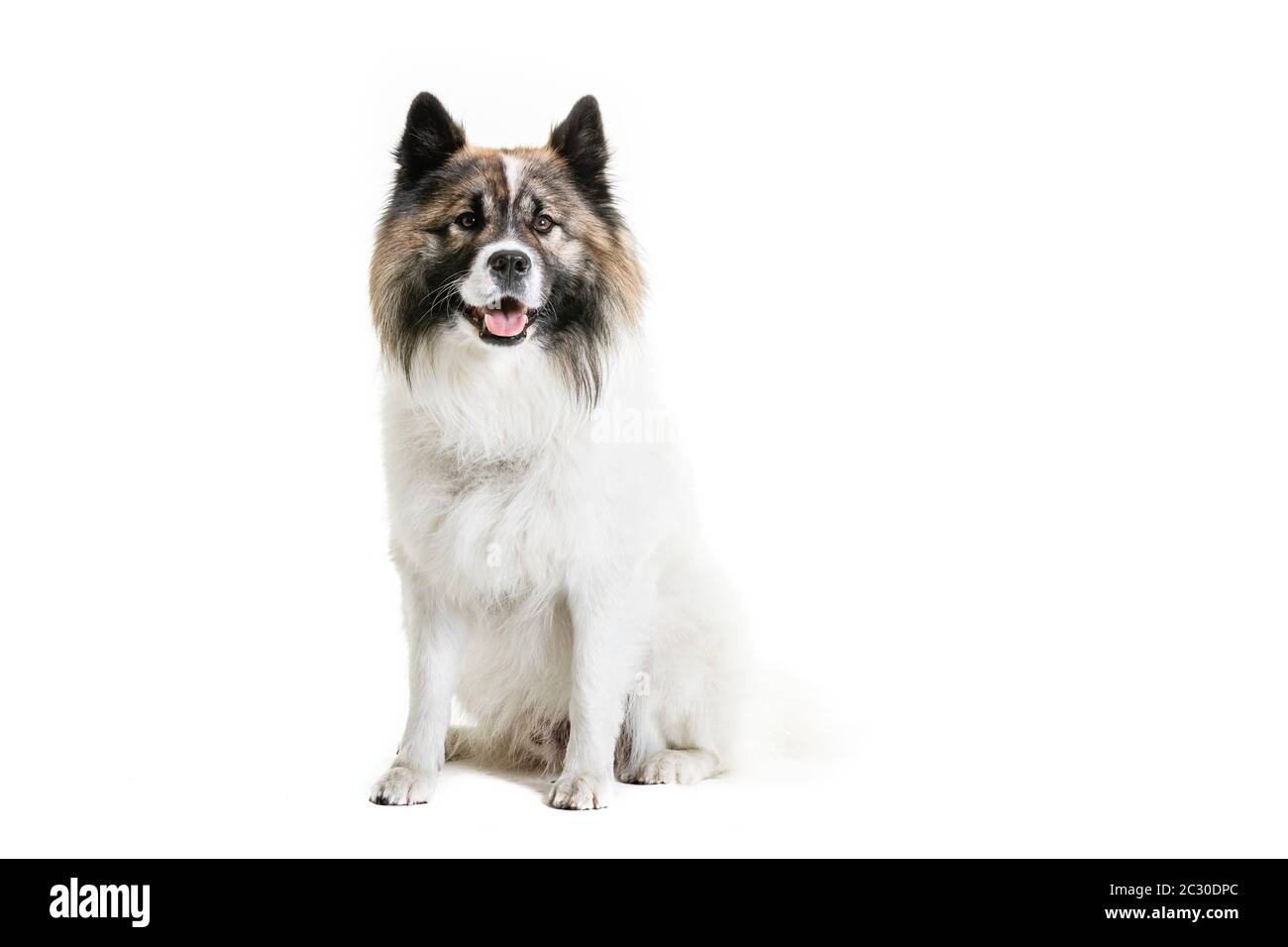 Portrait of cute Elo dog. Mixed breed dog is sitting on white ...