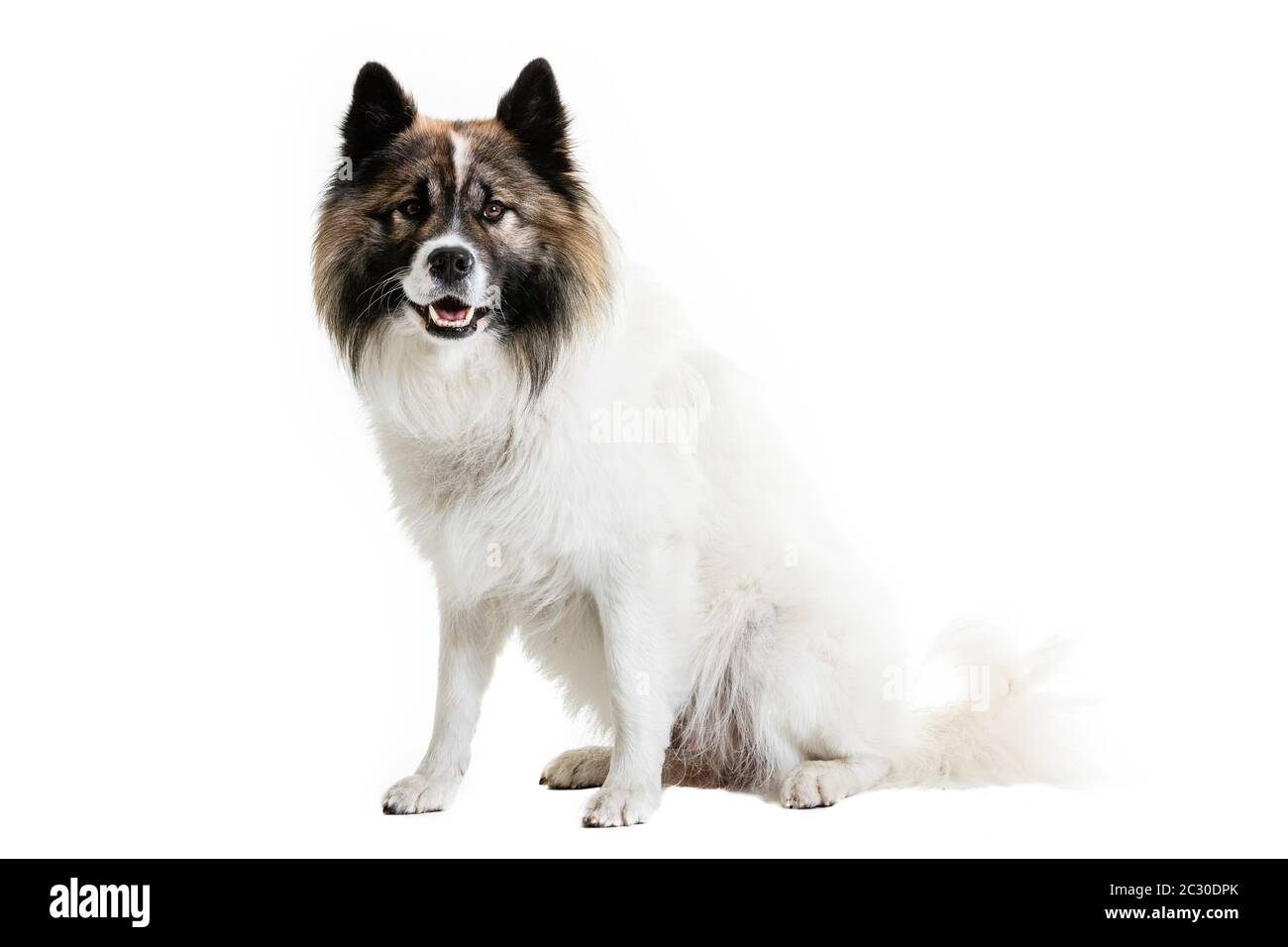 Portrait of cute Elo dog. Mixed breed dog is sitting on white ...