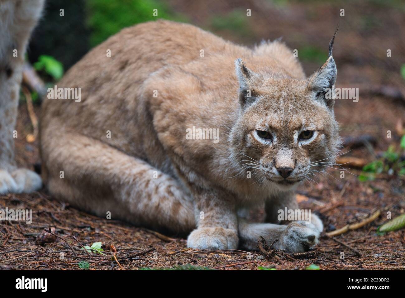 Luchs,Katze,Cat,Hunter,Jaeger,Lynx Lynx,mammal, nature, forest, portrait Stock Photo - Alamy