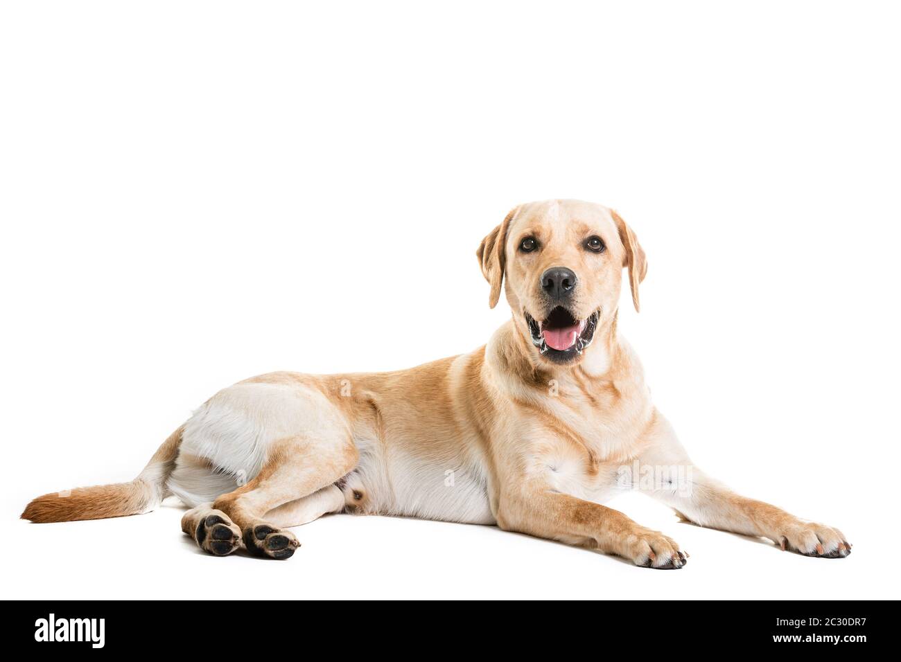 Full length of Labrador retriever looking away while standing against ...