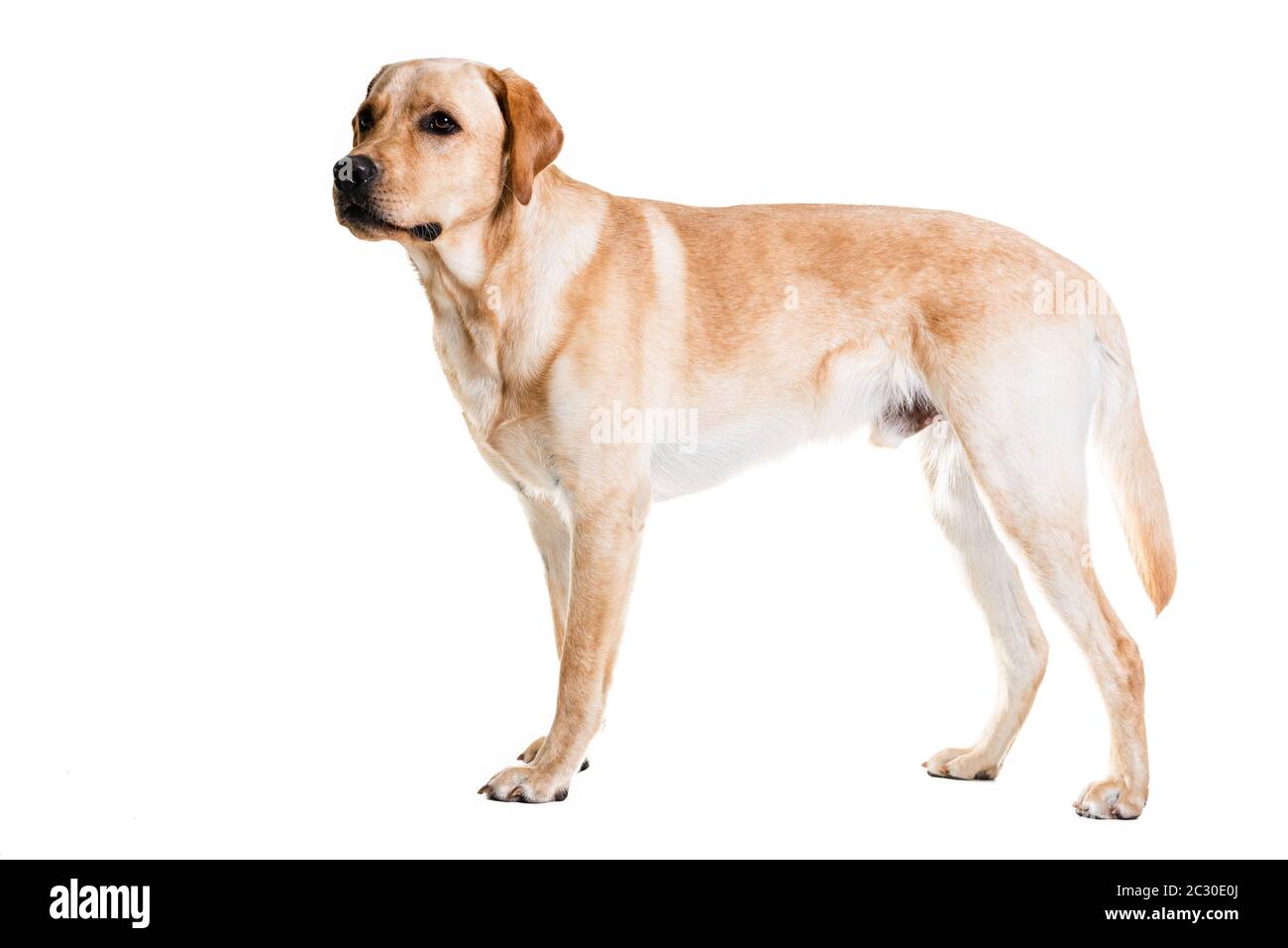 Full length of Labrador retriever looking away while standing against ...
