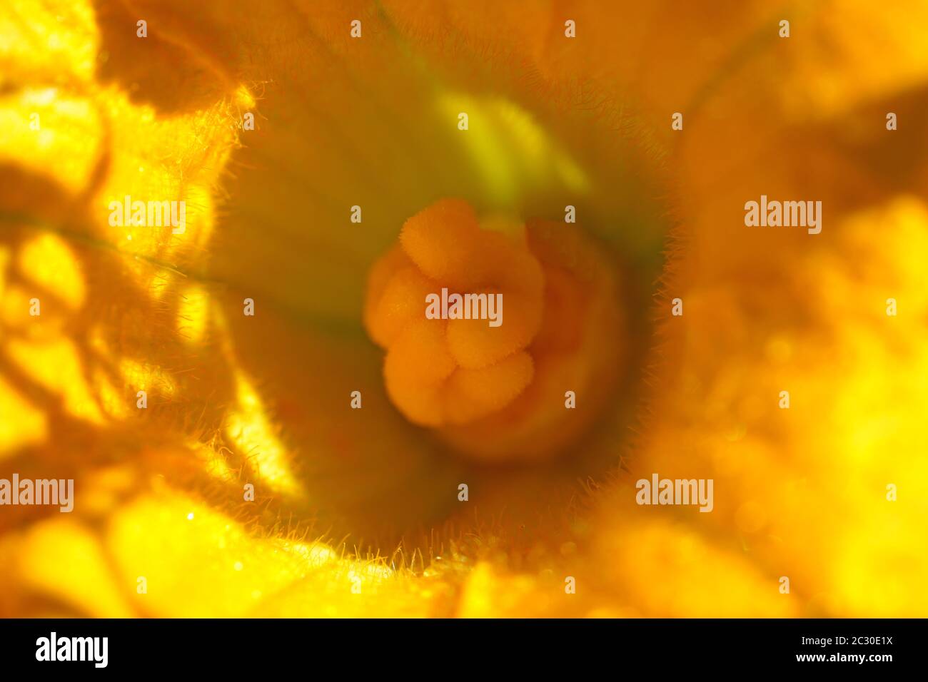 The stigma on a female zucchini flower plant Stock Photo - Alamy