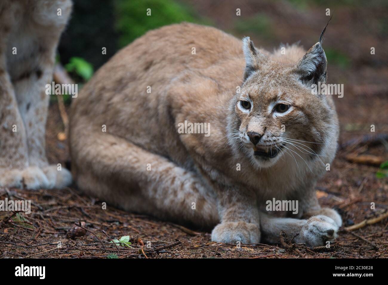 Luchs,Katze,Cat,Hunter,Jaeger,Lynx Lynx,mammal, nature, forest, portrait Stock Photo - Alamy