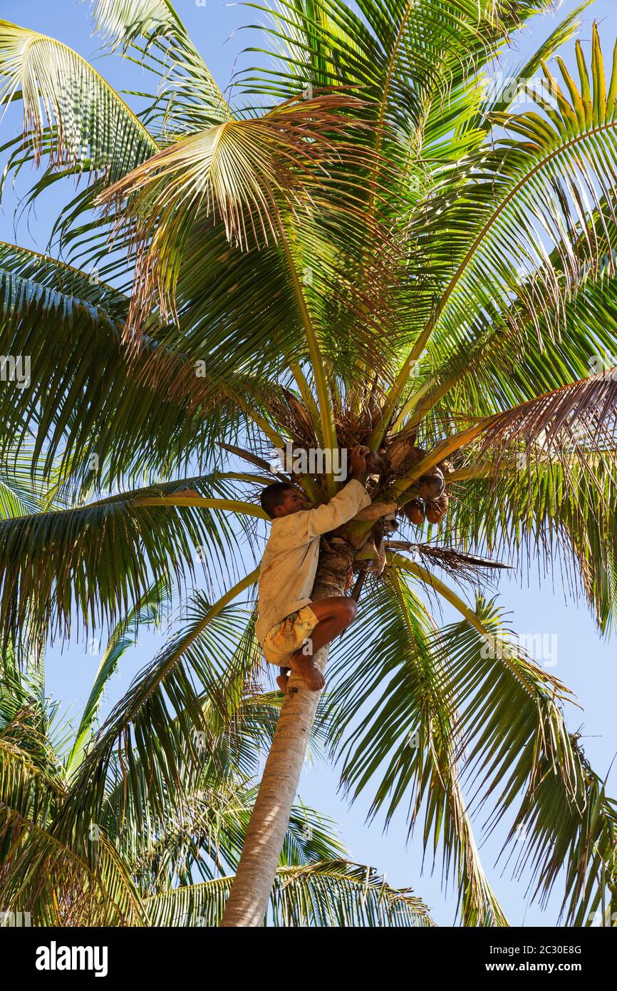 Man harvests coconuts from Coconut palm (Cocos nucifera), Baracoa, Cuba ...