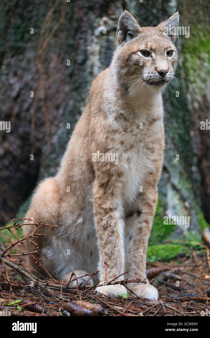Luchs,Katze,Cat,Hunter,Jaeger,Lynx Lynx,mammal, nature, forest, portrait Stock Photo - Alamy