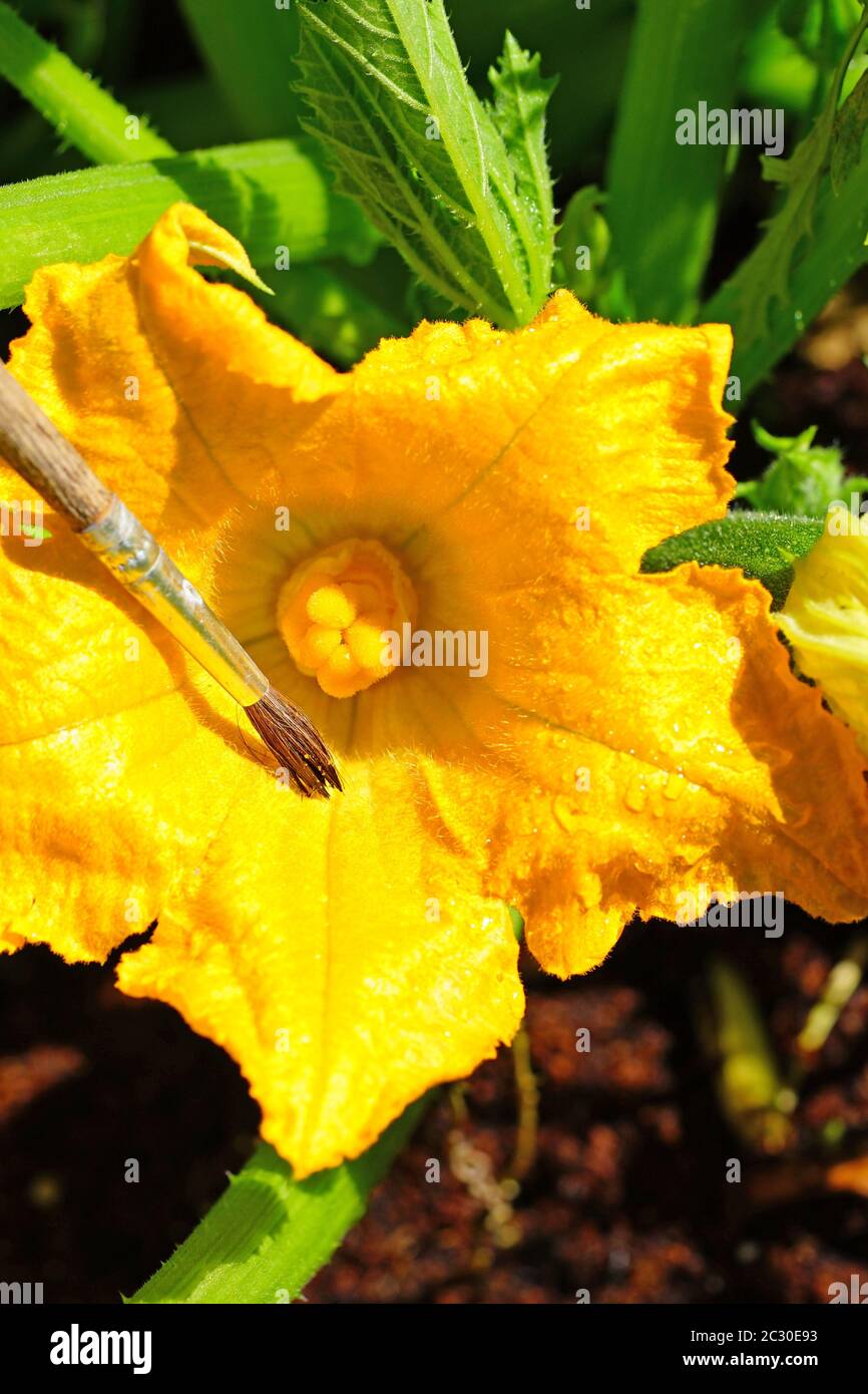 Hand pollinating zucchini flowers with a paint brush Stock Photo - Alamy