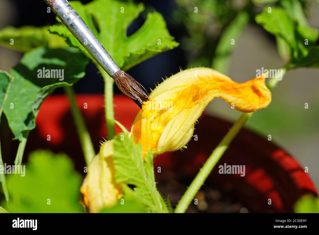 Pollinating with brush hi-res stock photography and images - Alamy