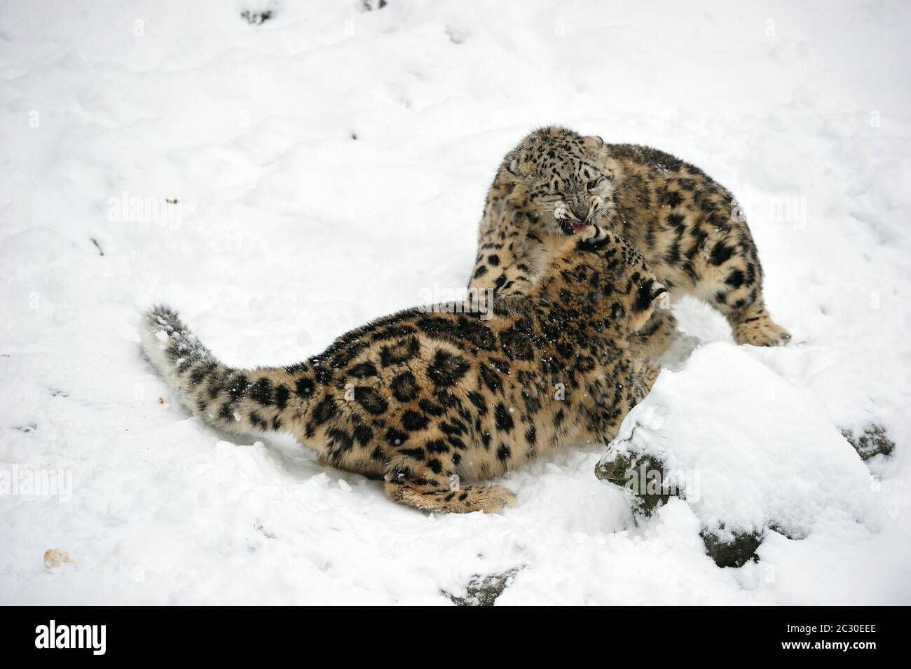 Young Snow leopards (Panthera uncia), captive, play in winter, in snow ...