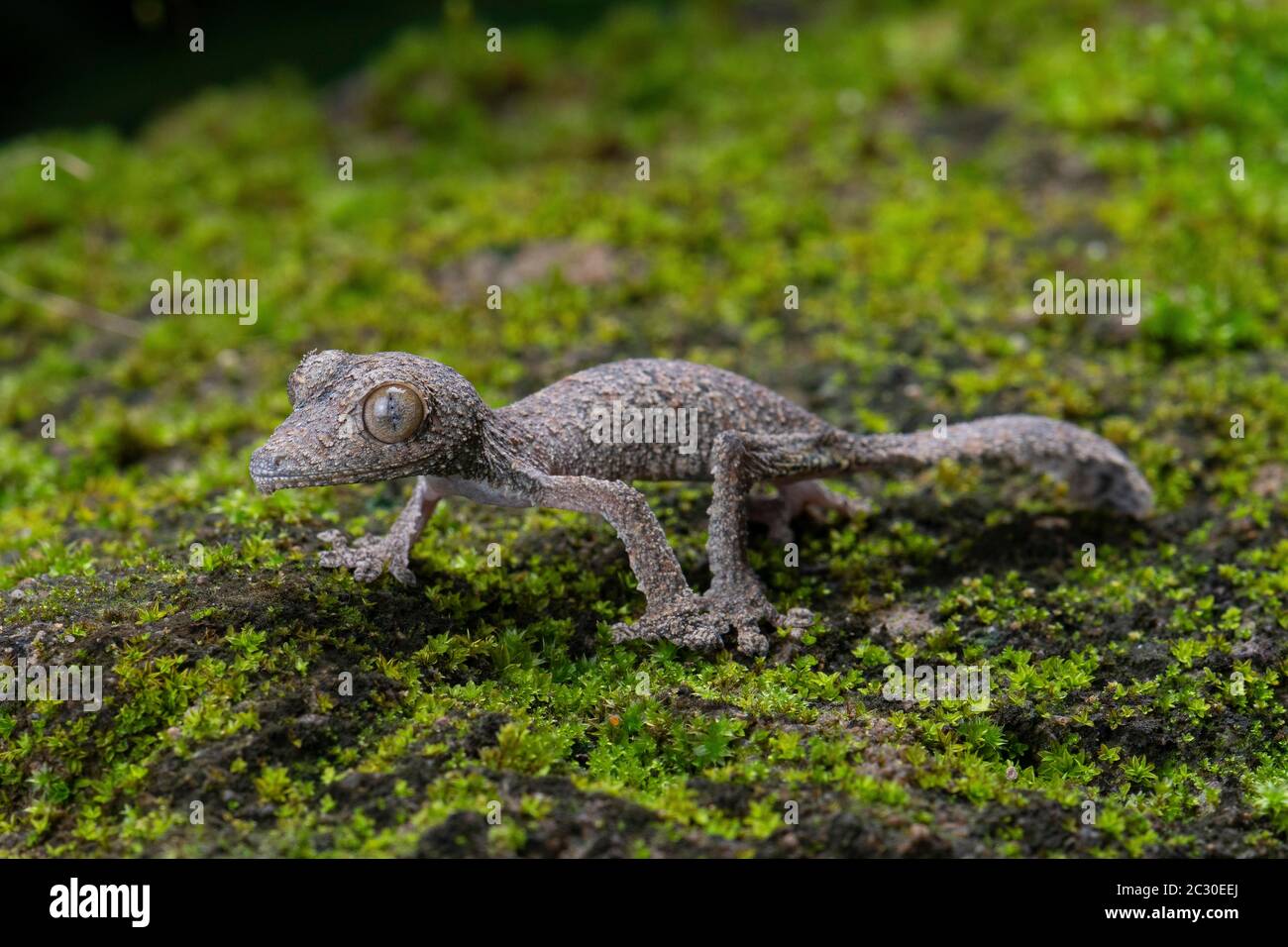 Leaf tailed gecko uroplatus henkeli in ankarana national park hi-res ...