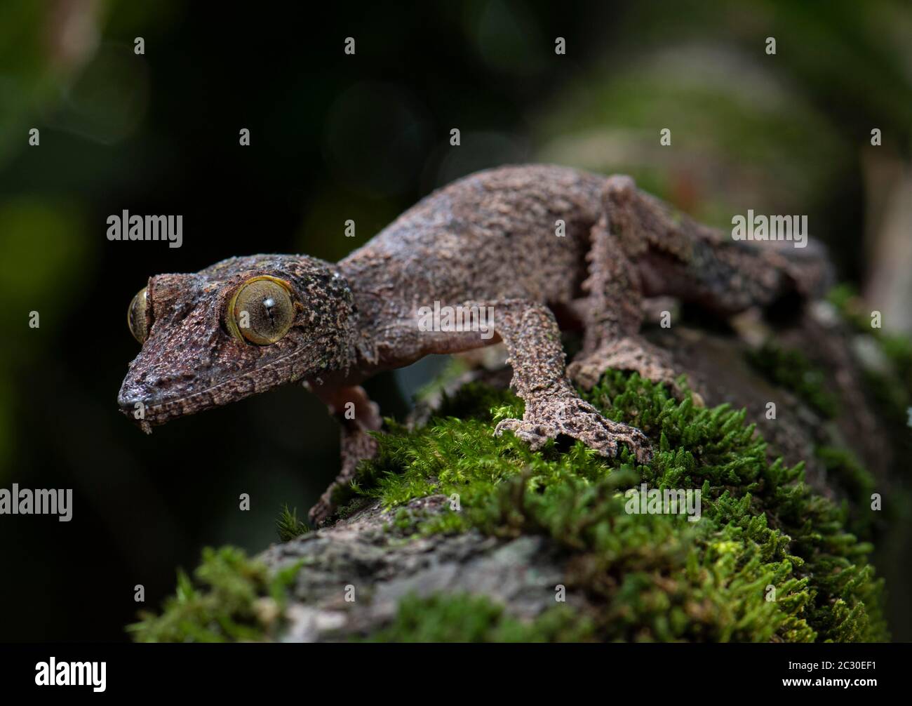 Leaf-tailed gecko (Uroplatus sikorae) on moss, Andasibe National Park ...