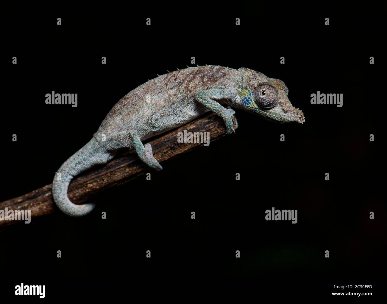 Calumma radamanus hi-res stock photography and images - Alamy