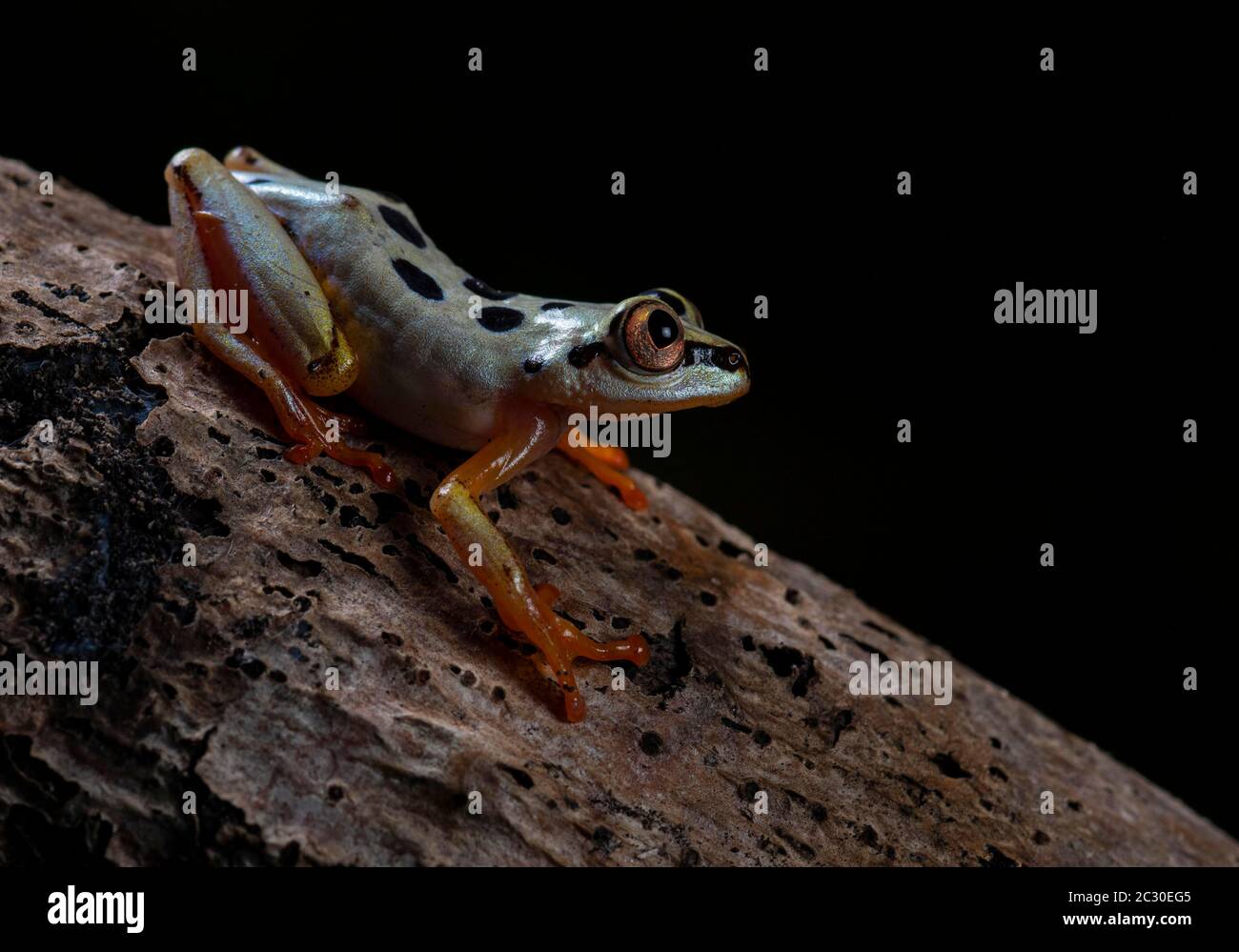 Ried frog (Heterixalus variabilis), Ankify, Madagascar Stock Photo - Alamy