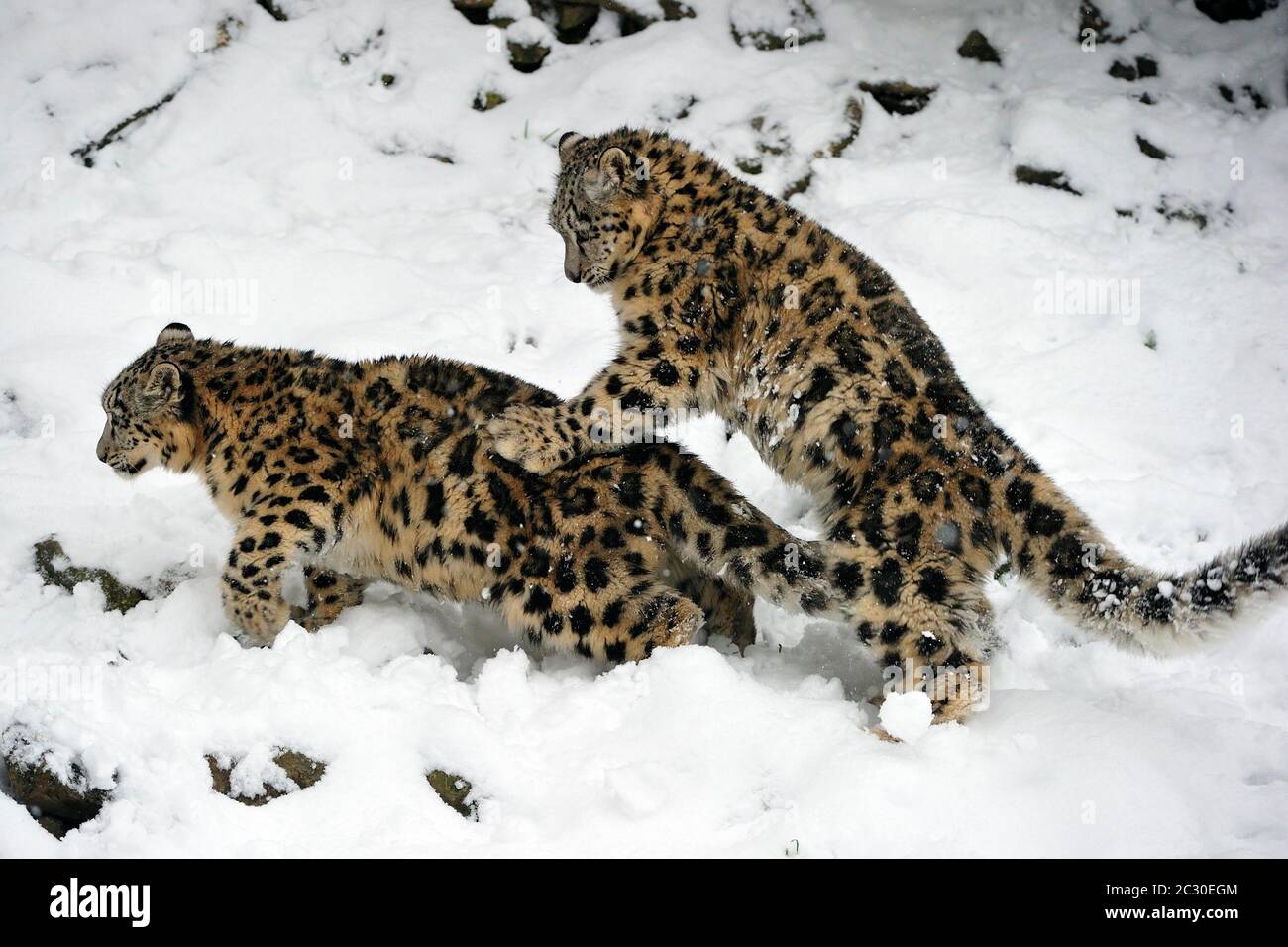 Snow Leopards Fighting