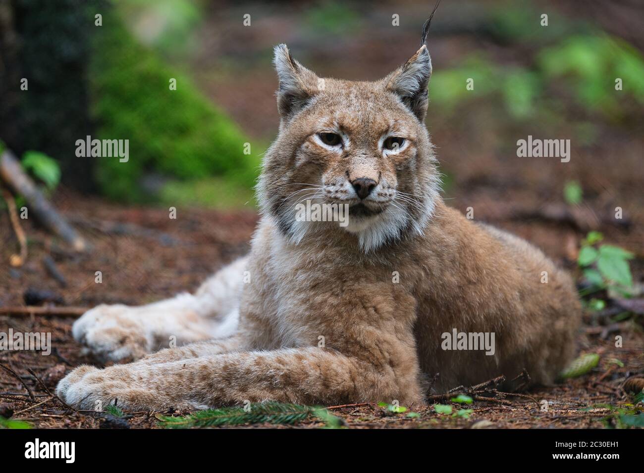 Luchs,Katze,Cat,Hunter,Jaeger,Lynx Lynx,mammal, nature, forest, portrait Stock Photo - Alamy